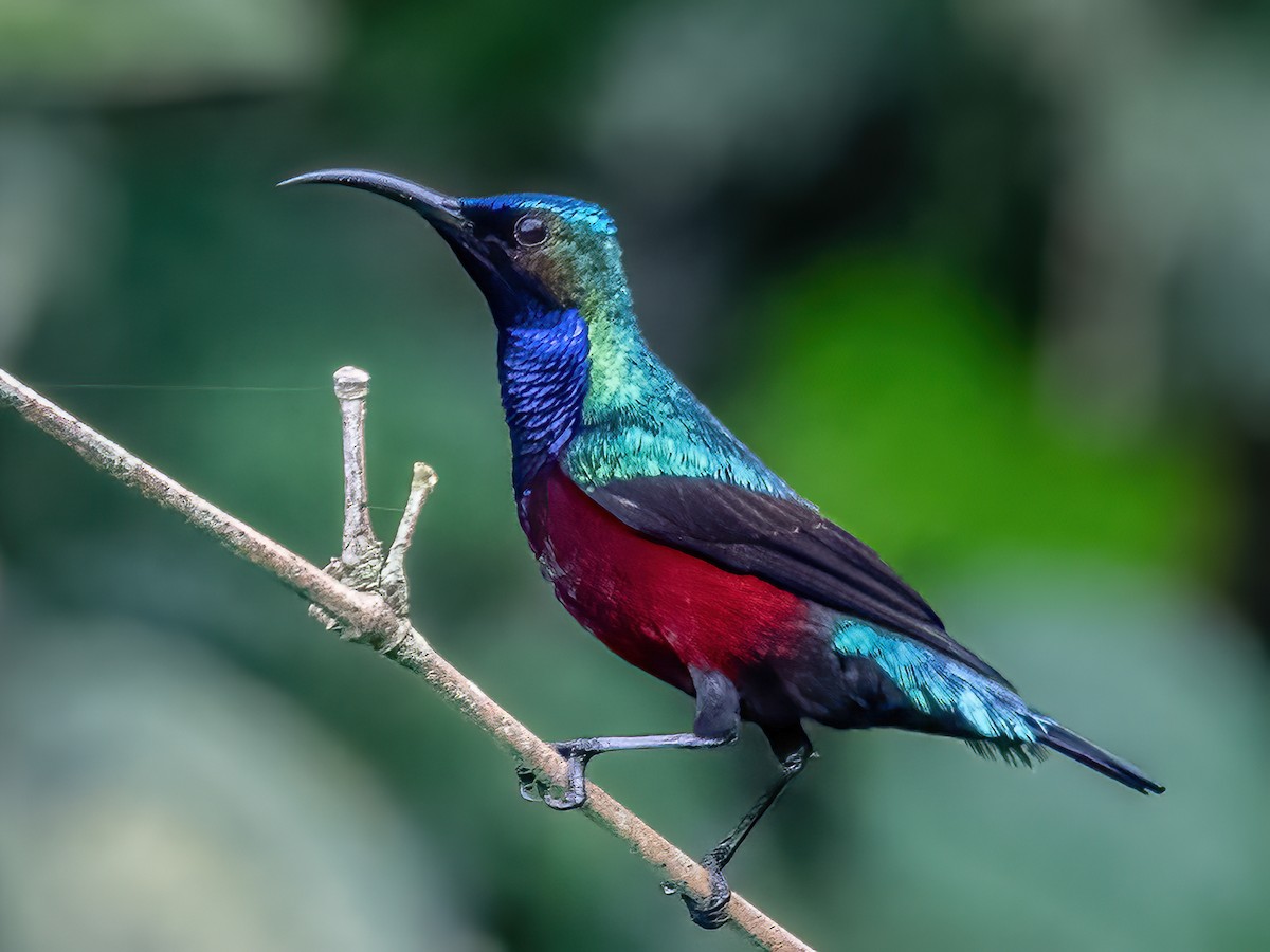Superb Sunbird - Cinnyris superbus - Birds of the World