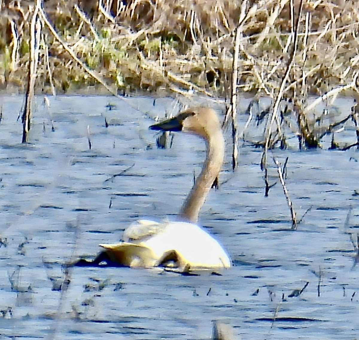eBird Checklist - 9 Feb 2024 - Sherburne WMA Complex--North Farm ...