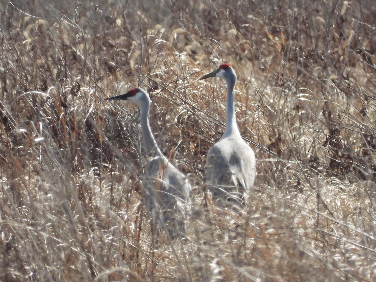 eBird Checklist - 9 Feb 2024 - Clarence Cannon NWR - 45 species (+2 ...