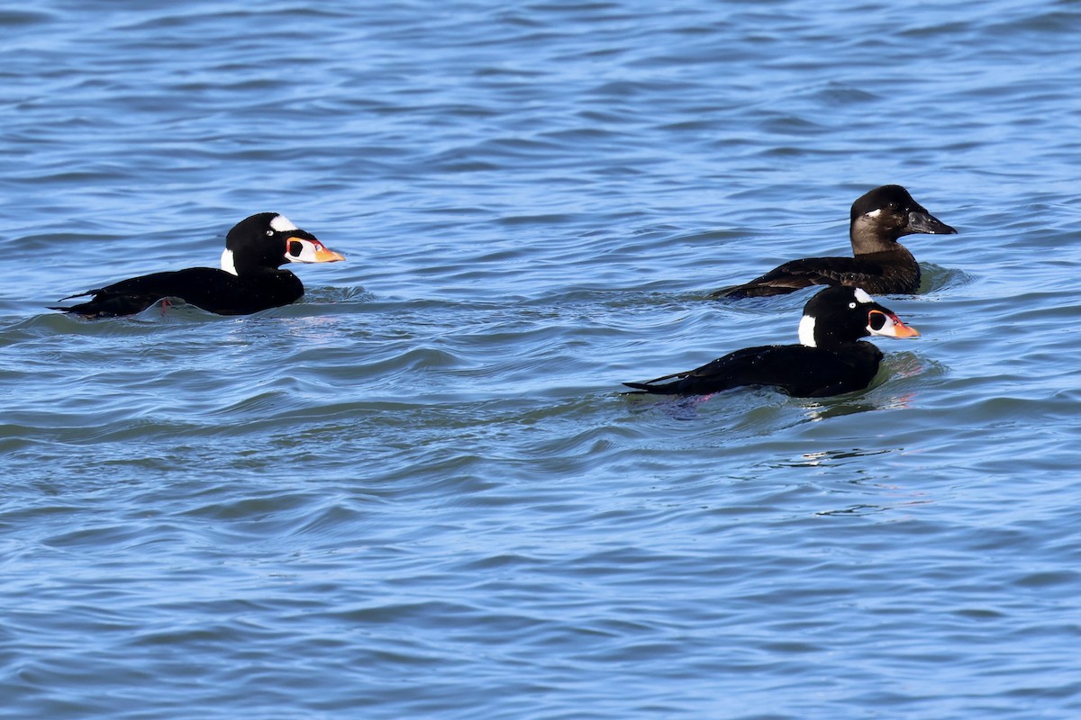 eBird Checklist - 9 Feb 2024 - Marina del Rey north jetty , Los Angeles ...