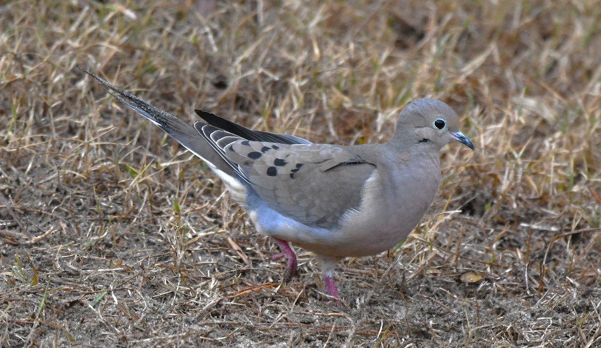 eBird Checklist - 9 Feb 2024 - Home, Kitty Hawk Bay Dr., Colington ...