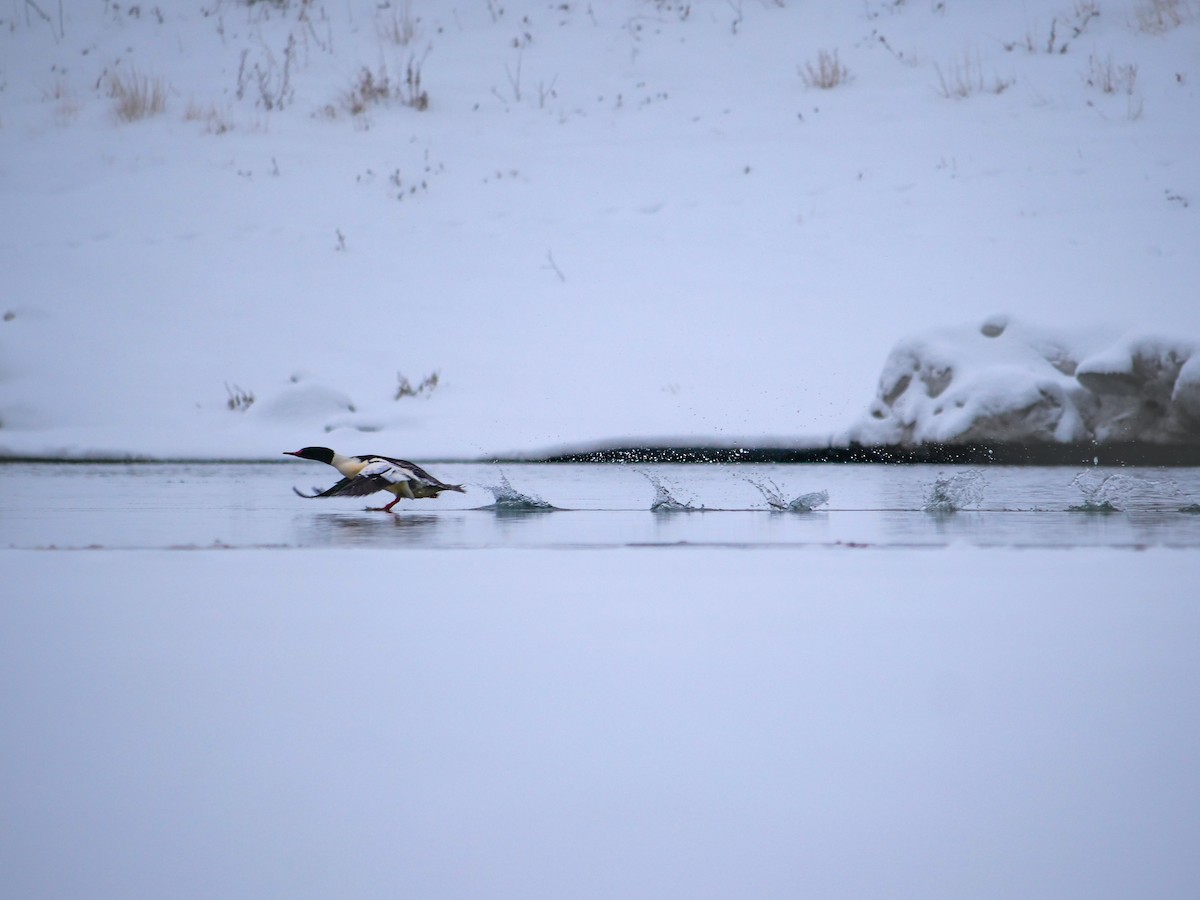 eBird Checklist - 9 Feb 2024 - Medicine Hat--Police Point Park - 17 species