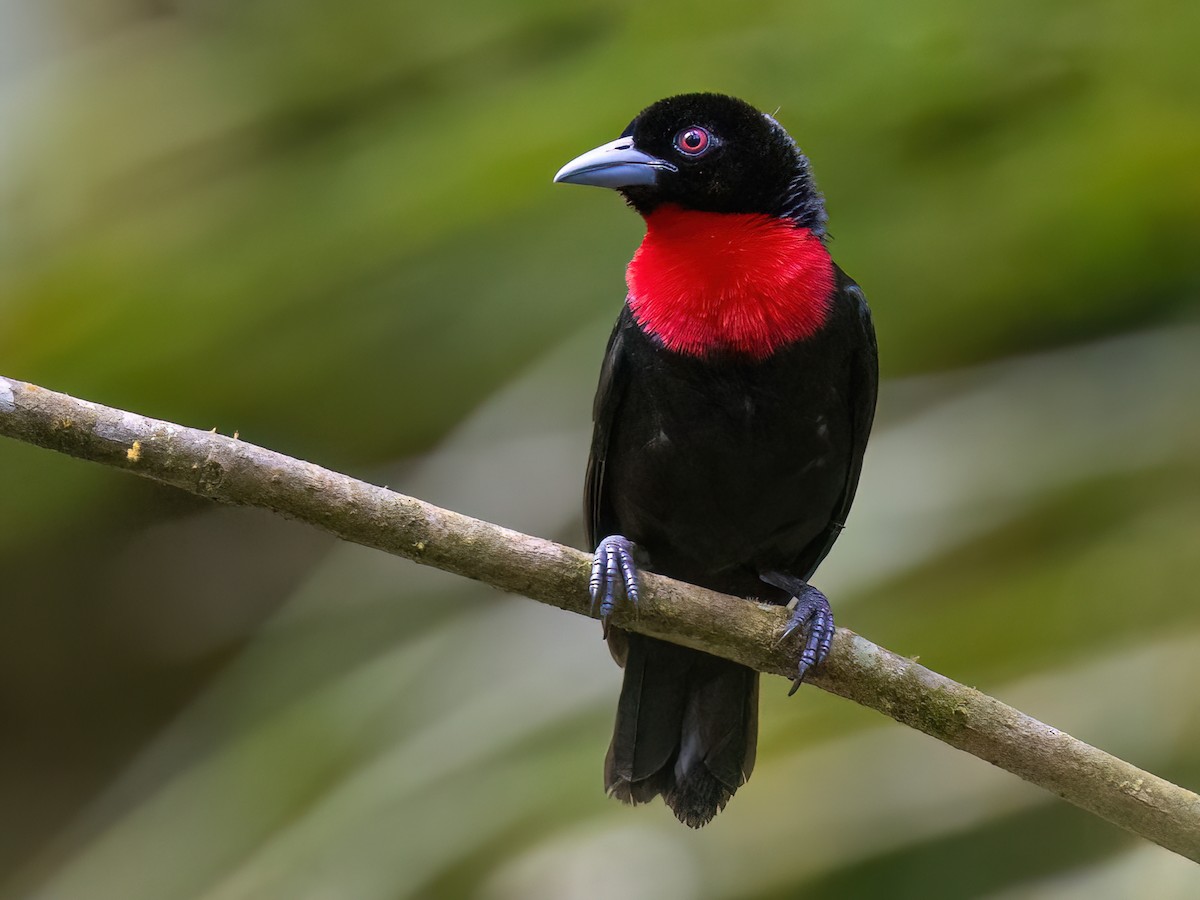 Blue-billed Malimbe - Malimbus nitens - Birds of the World
