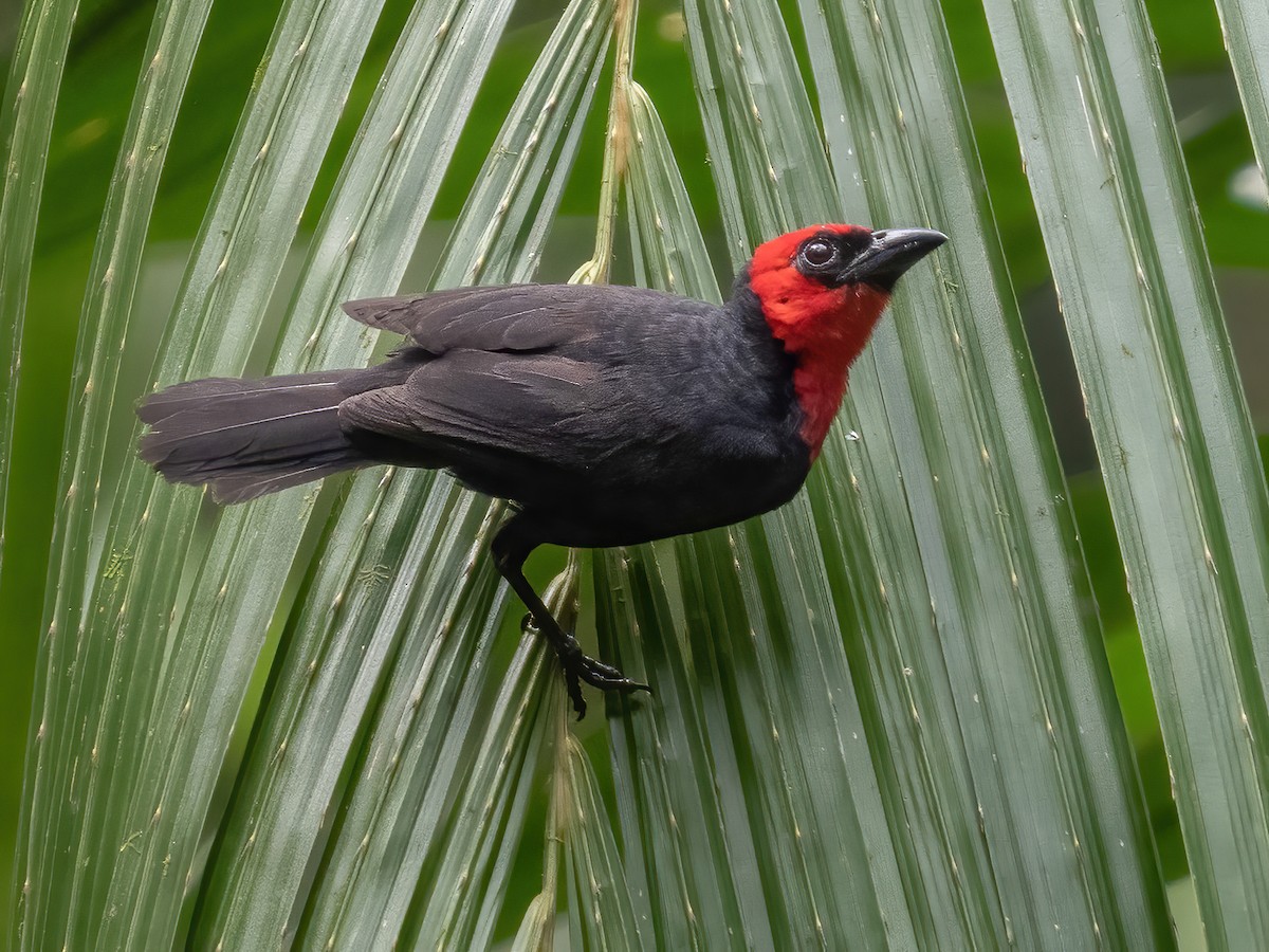 Crested Malimbe - Malimbus malimbicus - Birds of the World