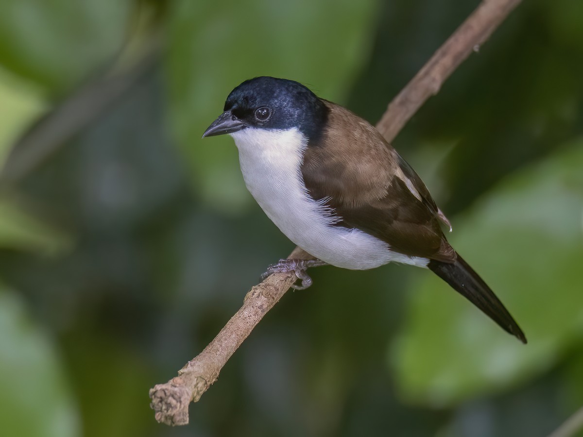 White-breasted Nigrita - Nigrita fusconotus - Birds of the World