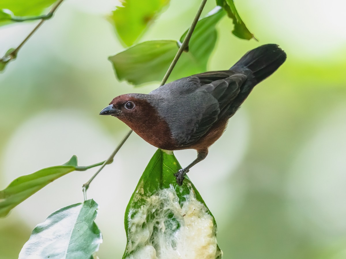Chestnut-breasted Nigrita - Nigrita bicolor - Birds of the World