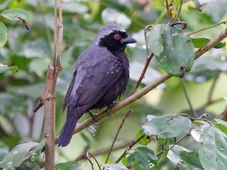 Gray-headed Nigrita - Nigrita canicapillus - Birds of the World