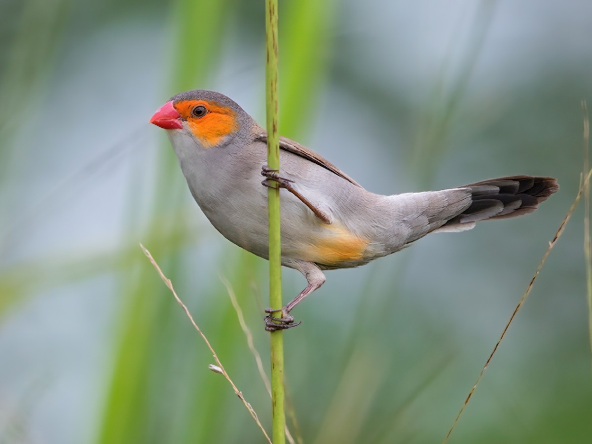 Orange-cheeked Waxbill - Estrilda melpoda - Birds of the World
