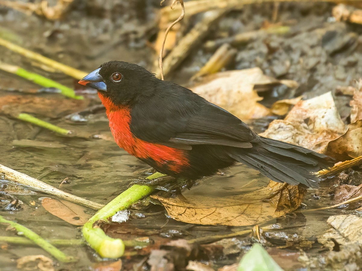 Western Bluebill - Spermophaga haematina - Birds of the World