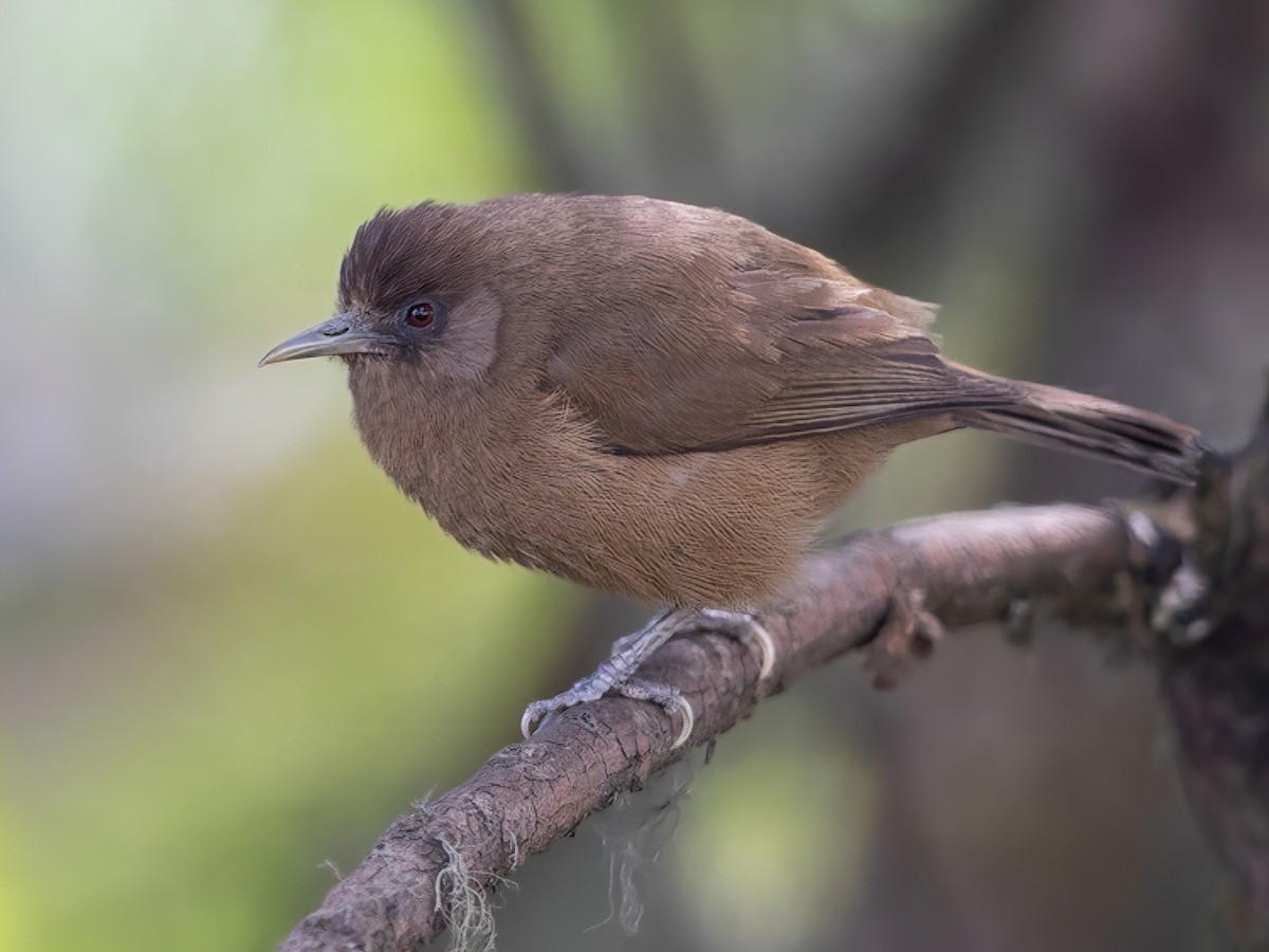Bioko Speirops - Zosterops brunneus - Birds of the World