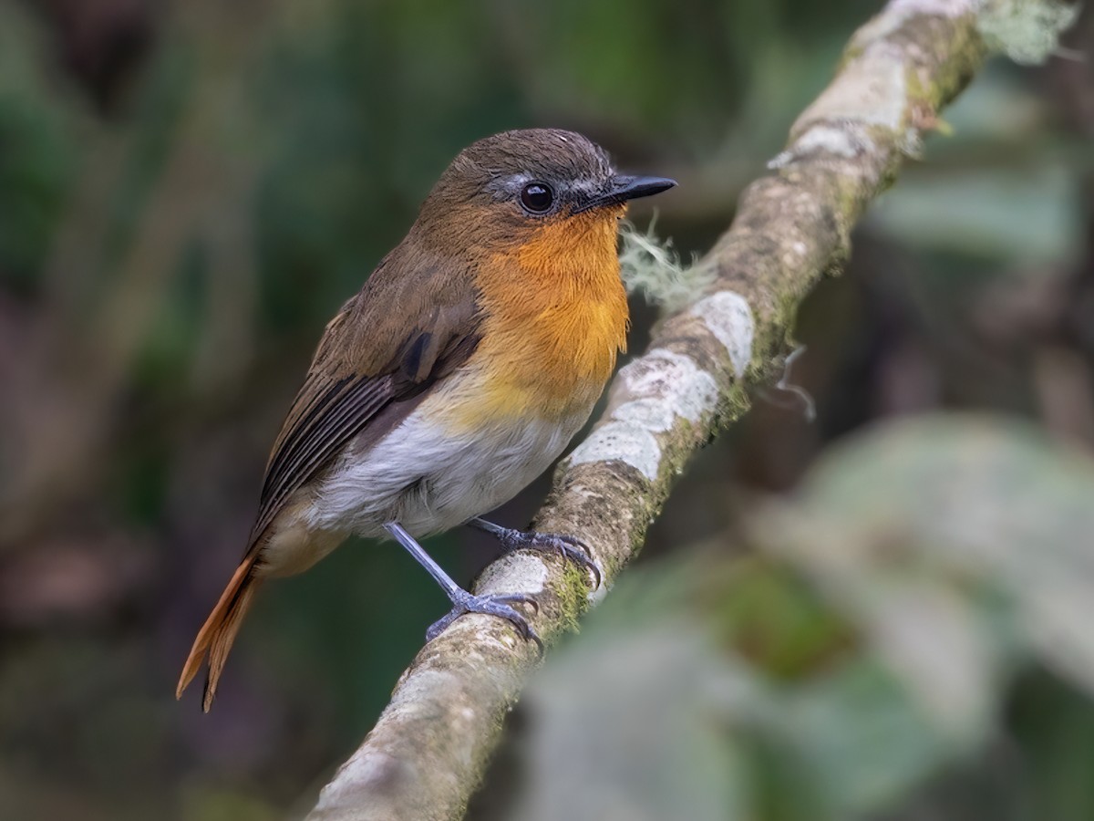 Japanese Robin Bird Pictures