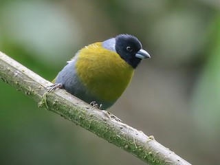 Shelley's Oliveback - Nesocharis shelleyi - Birds of the World