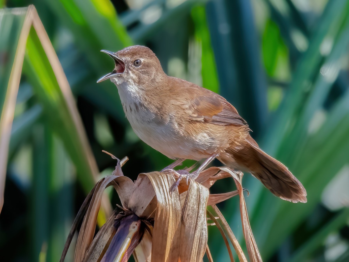 Highland Rush Warbler - Bradypterus centralis - Birds of the World