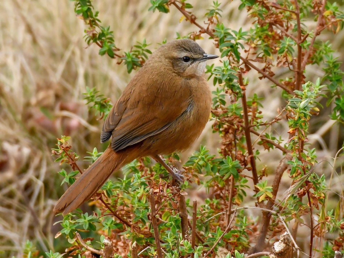 Cinnamon Bracken-Warbler - Bradypterus cinnamomeus - Birds of the World