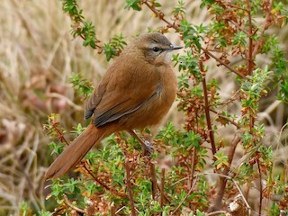 Cinnamon Bracken-Warbler - Bradypterus cinnamomeus - Birds of the World