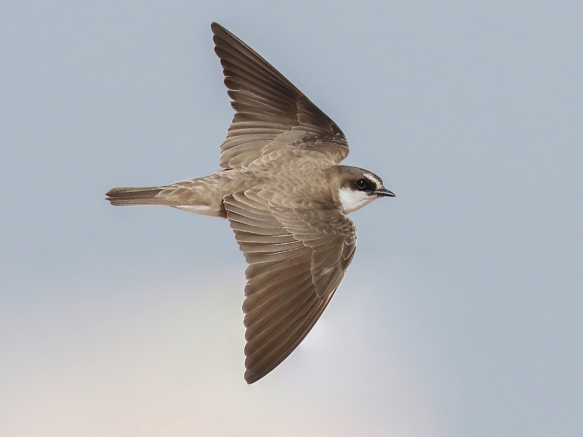 Banded Martin - Neophedina cincta - Birds of the World
