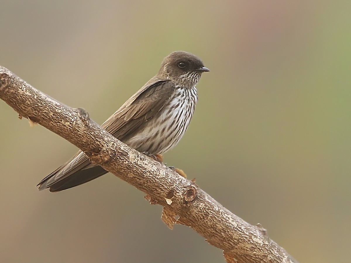 Brazza's Martin - Phedinopsis brazzae - Birds of the World