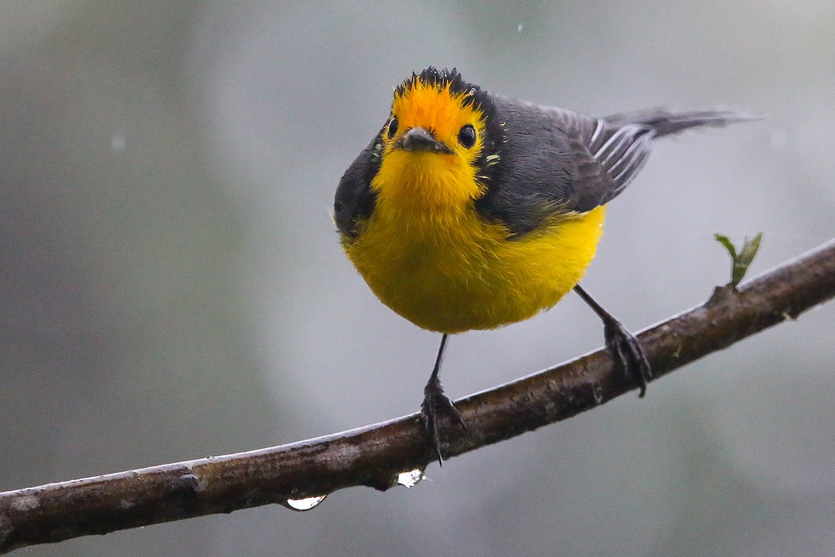 Golden-fronted Redstart (Golden-fronted) - eBird