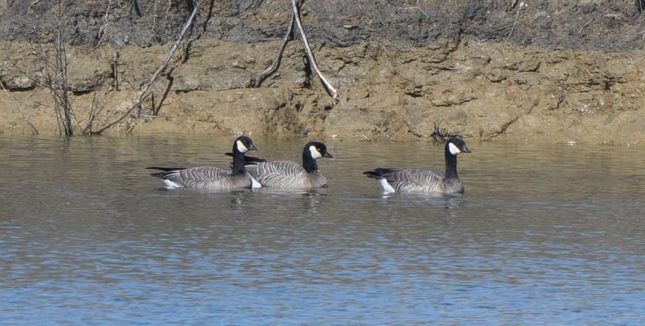 eBird Checklist - 9 Feb 2024 - Woodland/Davis WTP - 60 species (+1 ...