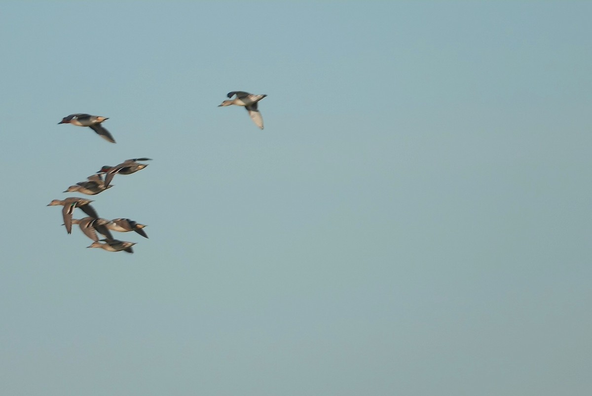 eBird Checklist - 9 Feb 2024 - Bystre Lake - 52 species