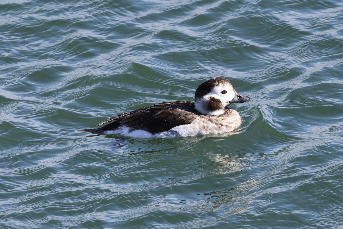 eBird Checklist - 10 Feb 2024 - Marina del Rey north jetty , Los ...