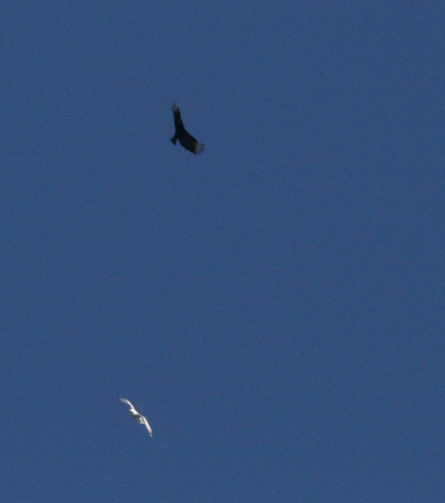 eBird Checklist - 10 Feb 2024 - Veterans Park (Milwaukee) - 9 species