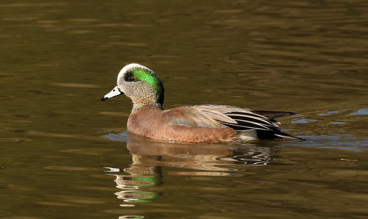 eBird Checklist - 10 Feb 2024 - Yucaipa Regional Park - 50 species (+1 ...
