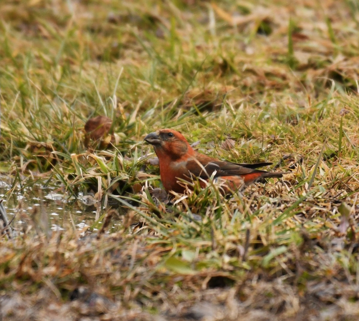 Pennsylvania Bird Atlas Checklist - 10 Feb 2024 - Mountain Top Provisions, Coudersport Pike - 2 ...