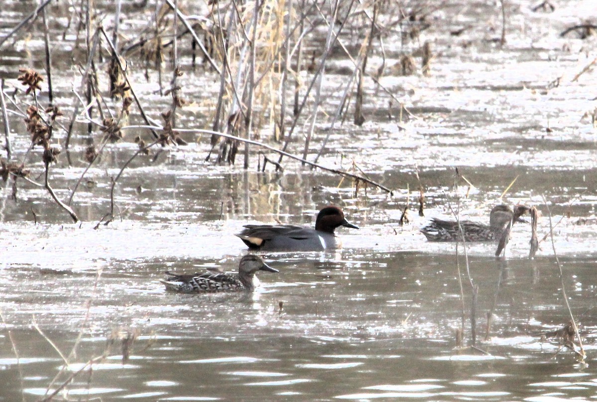 Pennsylvania Bird Atlas Checklist - 10 Feb 2024 - PennDot Wetlands - 17 species