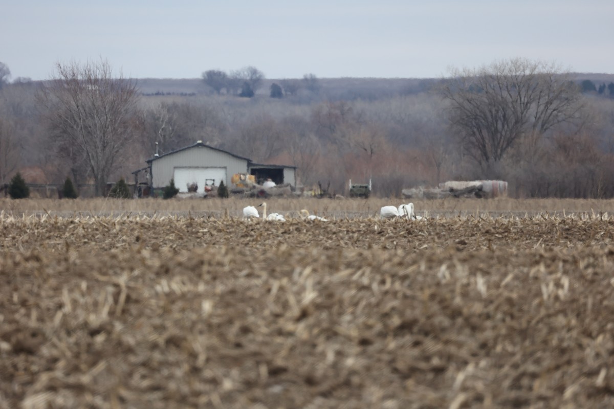 eBird Checklist - 10 Feb 2024 - 9242 North 294th Street, Valley ...