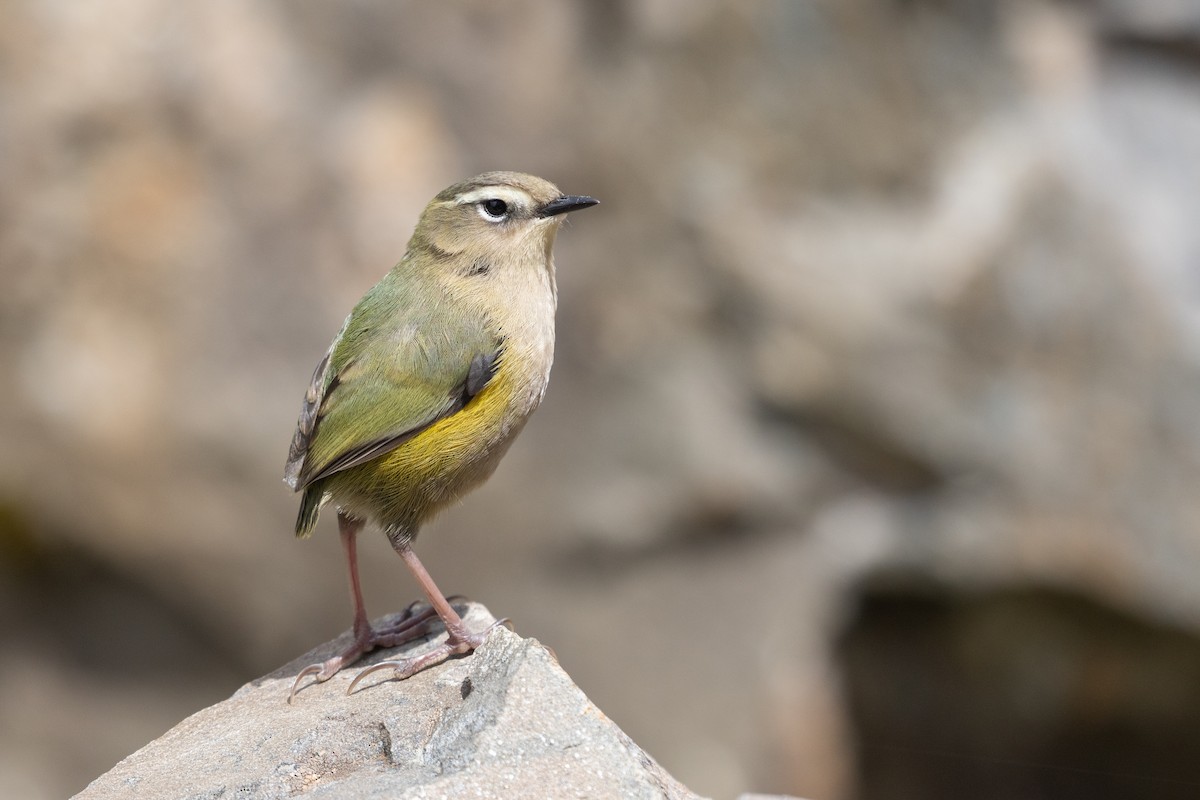 eBird Checklist - 6 Feb 2024 - Arthur's Pass NP--Otira Valley Track - 3 ...