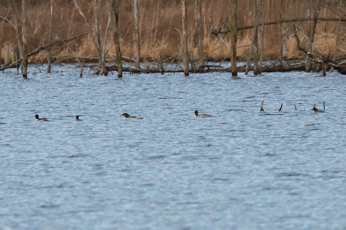 Pennsylvania Bird Atlas Checklist - 10 Feb 2024 - Colyer Lake, Centre Hall US-PA (40.7763,-77. ...
