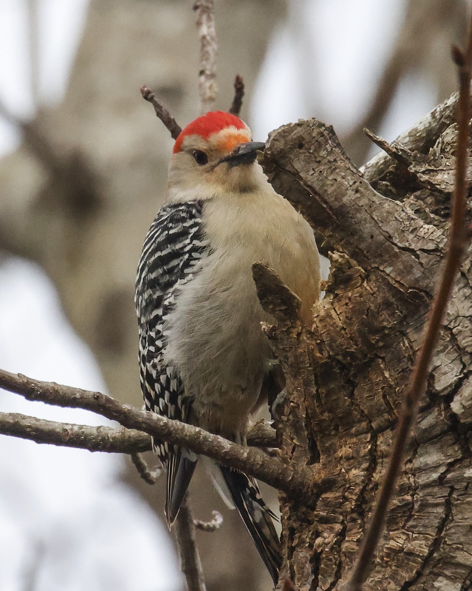 North Carolina Bird Atlas Checklist - 10 Feb 2024 - Scarborough Faire ...