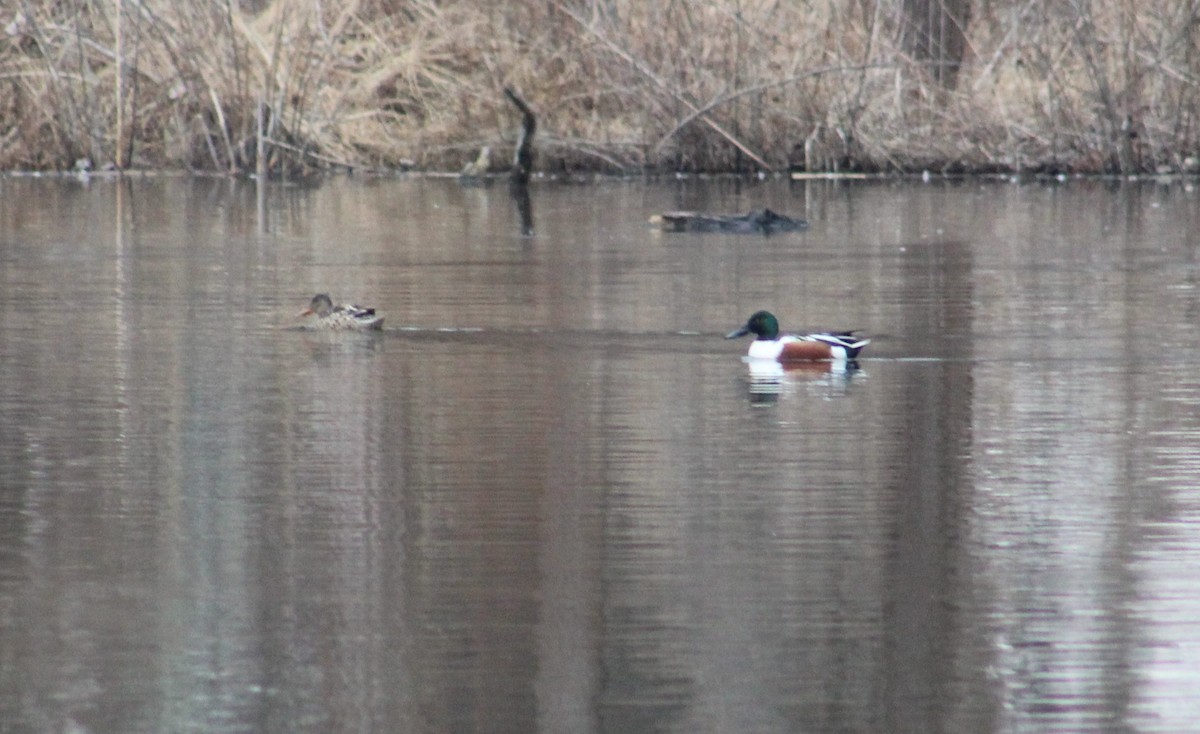eBird Checklist - 10 Feb 2024 - John Heinz NWR--wetlands (Delaware Co.) - 39 species