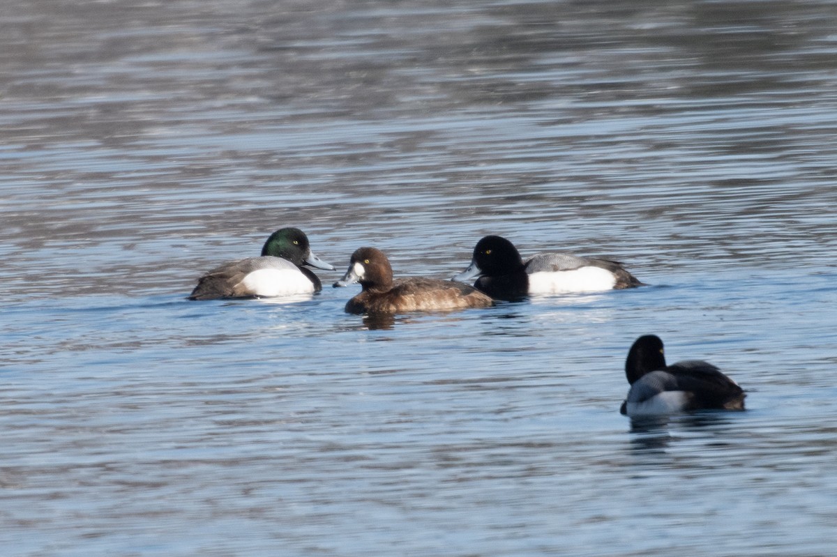 eBird Checklist - 10 Feb 2024 - Opechee Bay, Laconia - 15 species