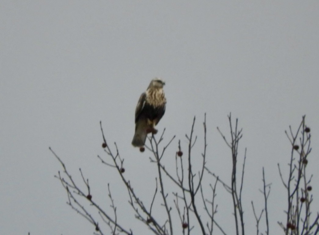 New Jersey eBird Checklist - 10 Feb 2024 - BC Fairgrounds/Barker's ...