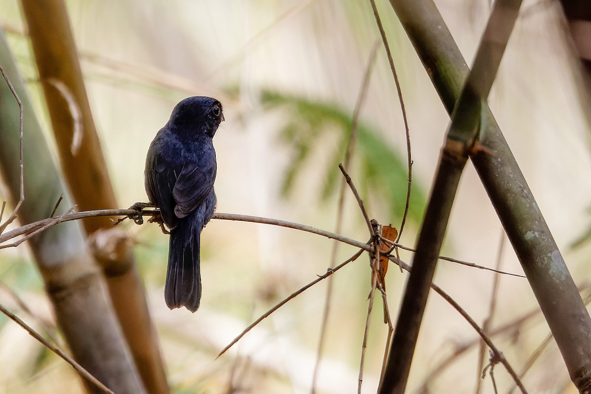 Carrizal Seedeater - eBird