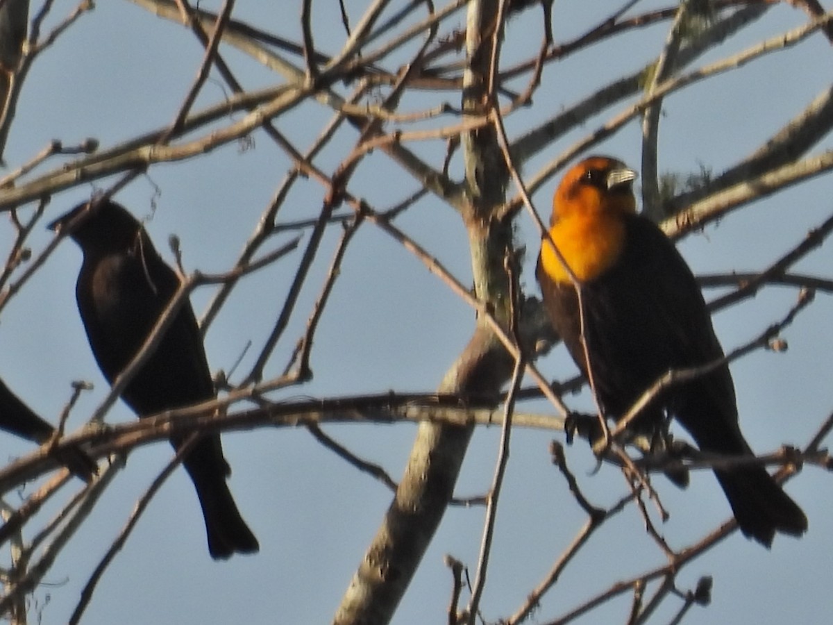 eBird Checklist - 10 Feb 2024 - Home - 6 species