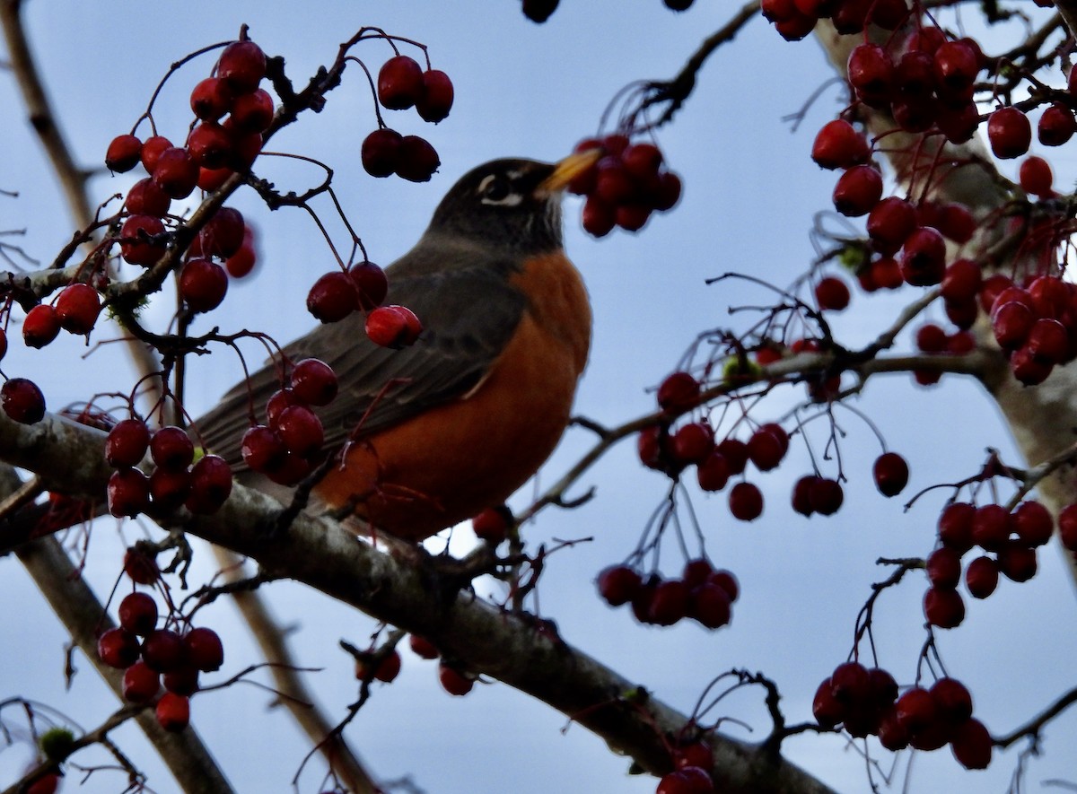 eBird Checklist - 10 Feb 2024 - Larsen Lake - 19 species