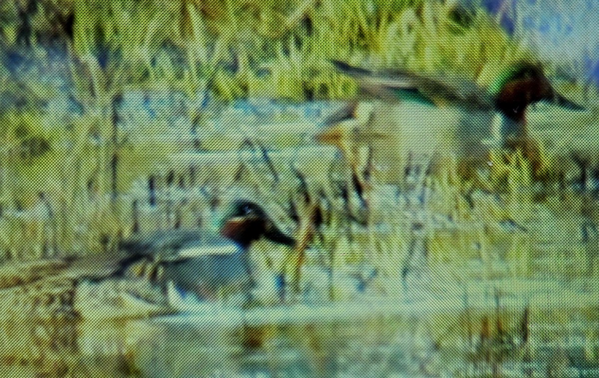 eBird Checklist - 10 Feb 2024 - Sikes Lake - 28 species (+1 other taxa)