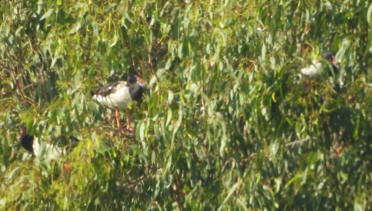 eBird Checklist - 6 Feb 2024 - Dowse Lagoon (Sandgate) - 19 species