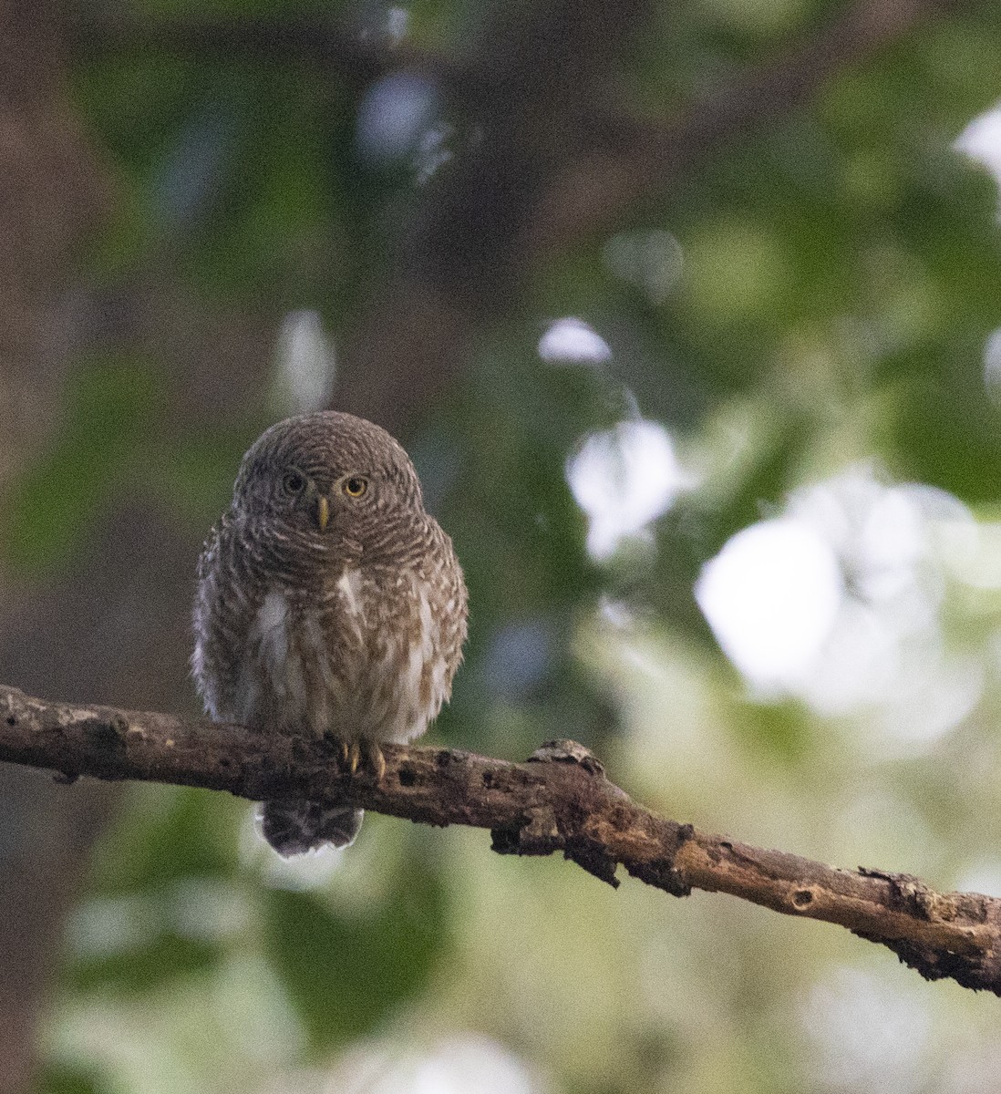 eBird Checklist - 26 Jan 2024 - Mahananda WLS--Latpanchar - 45 species