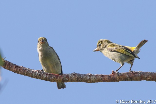 Photos - Green Tinkerbird - Pogoniulus simplex - Birds of the World