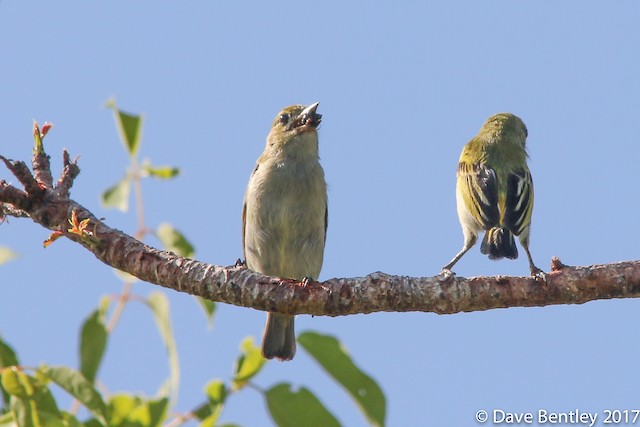 Photos - Green Tinkerbird - Pogoniulus simplex - Birds of the World