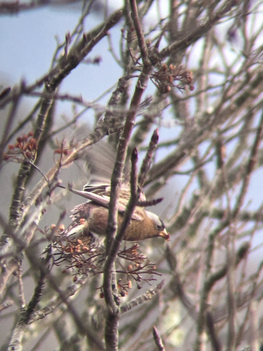 eBird Checklist - 10 Feb 2024 - Henry Lanum Trail - 14 species
