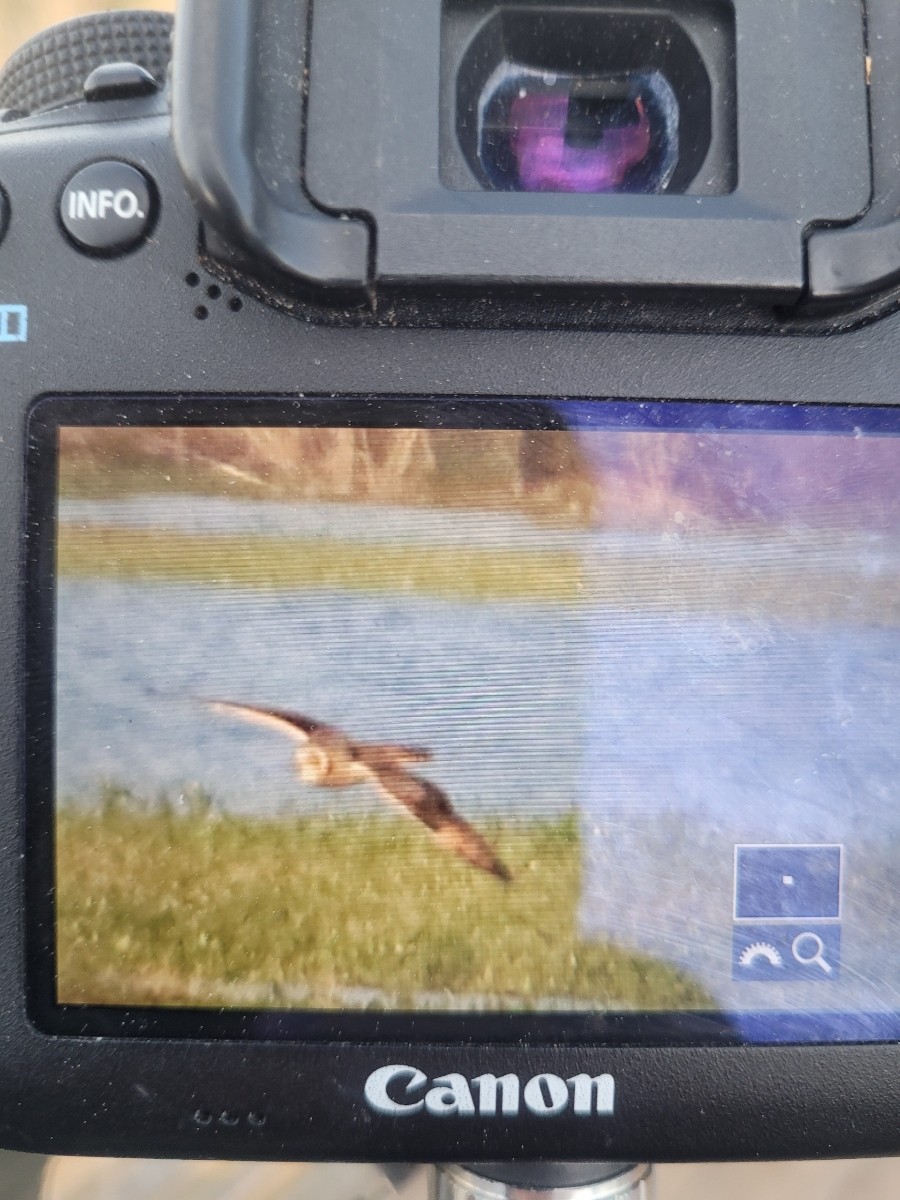 eBird Caribbean Checklist - 10 Feb 2024 - Paynes Prairie Preserve SP ...