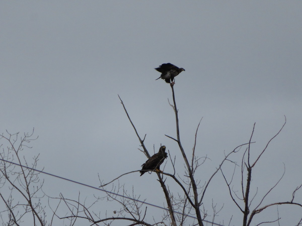 eBird Canada Checklist - 11 Feb 2024 - Ault Island causeway - 10 species