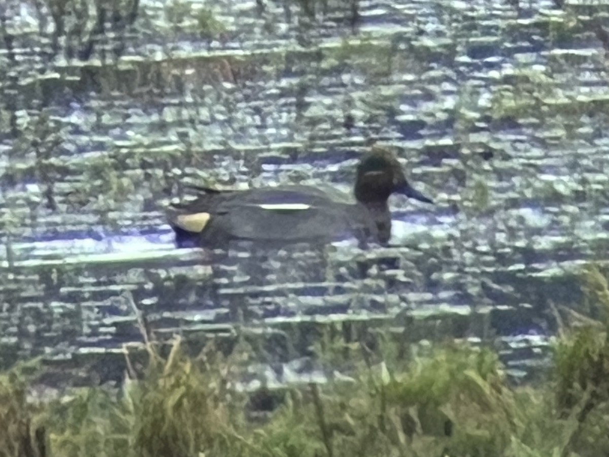 eBird Checklist - 11 Feb 2024 - Sikes Lake - 14 species (+1 other taxa)