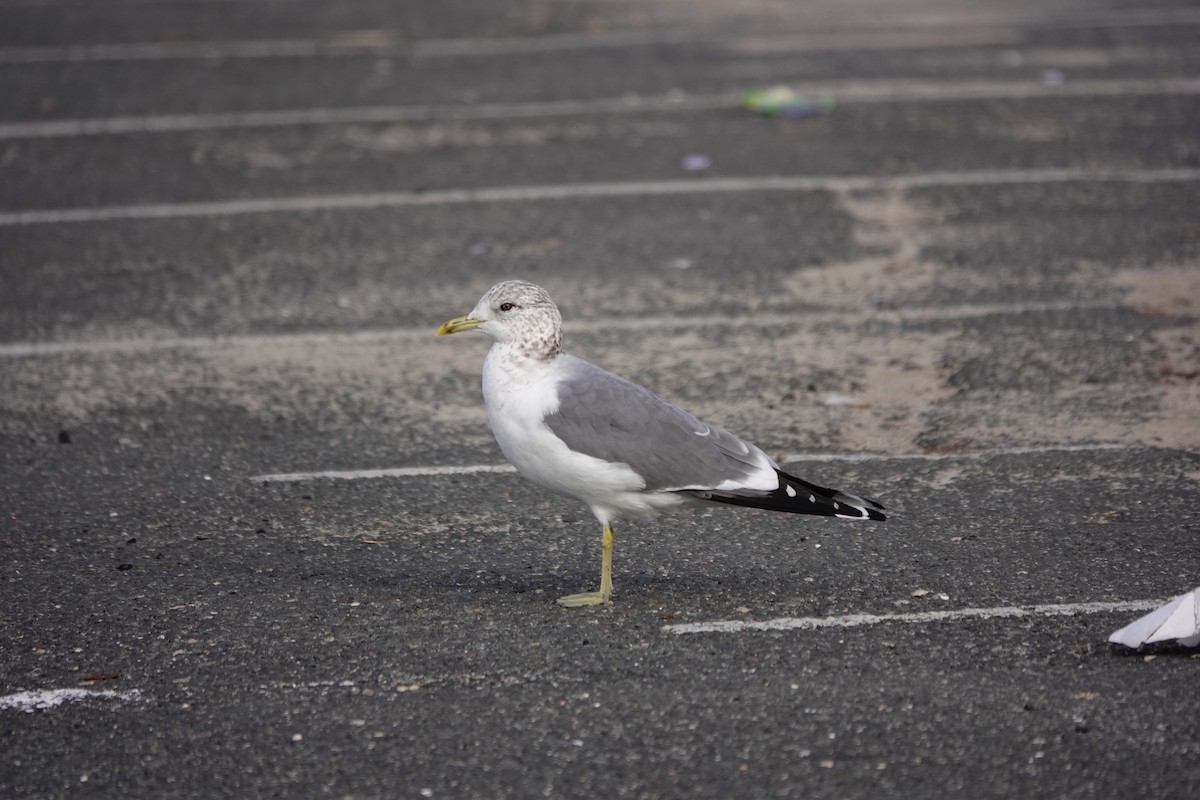 eBird Checklist - 11 Feb 2024 - Cummings Park - 5 species