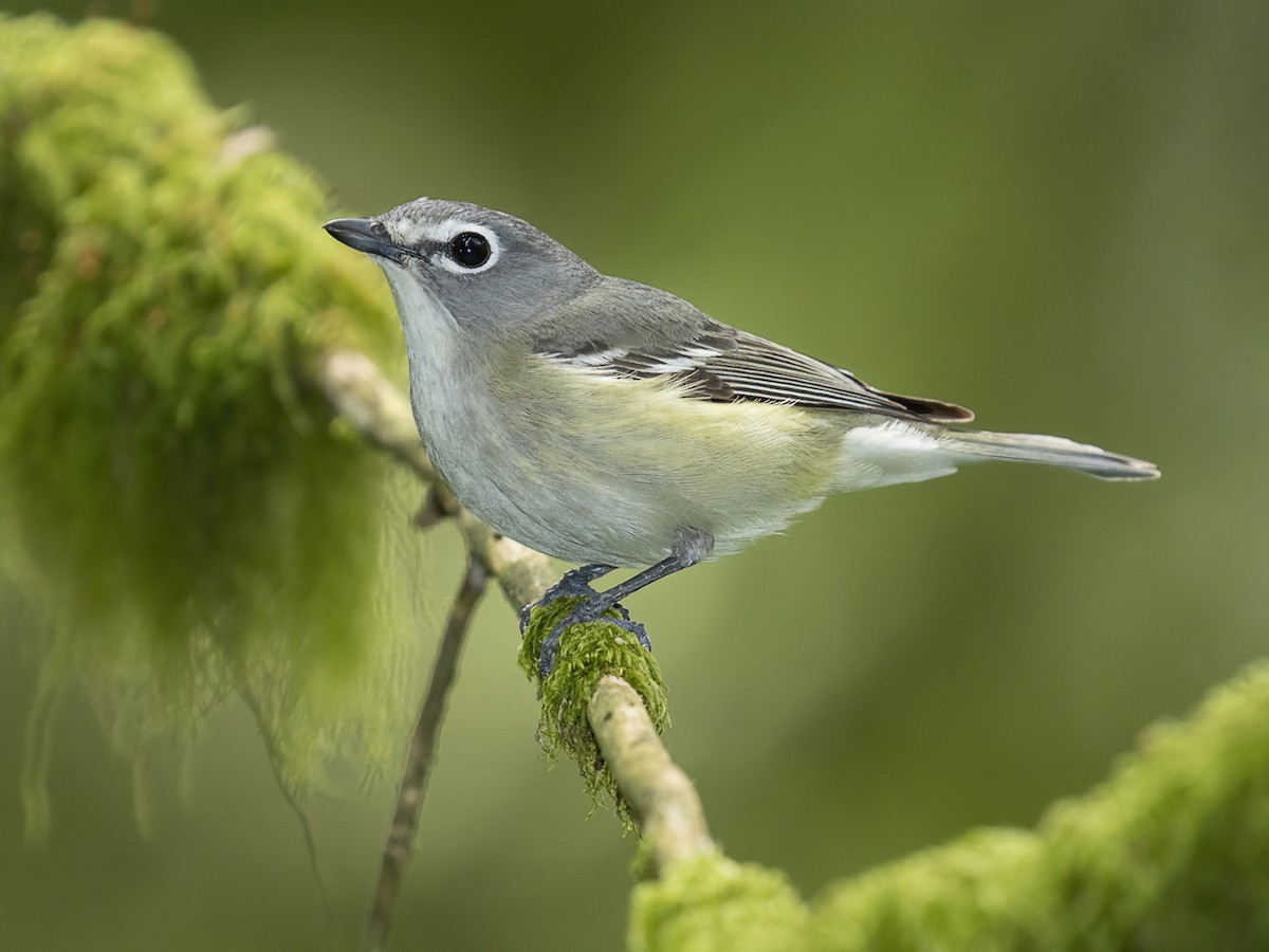 Cassin's Vireo - Vireo cassinii - Birds of the World